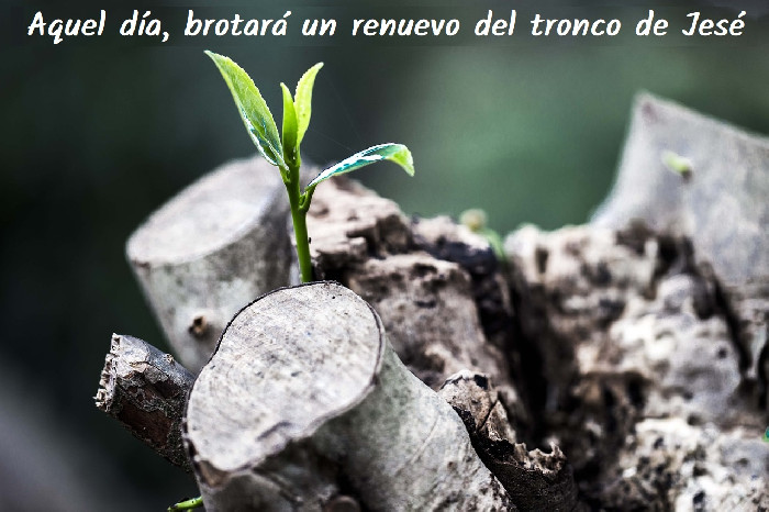 Lecturas y Evangelio de la Feria de Adviento (17 de diciembre) :: Remar ...